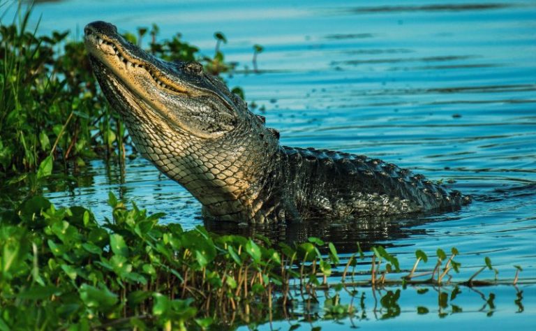 The Seven Natural Wonders of Florida - Sunshine State Insider