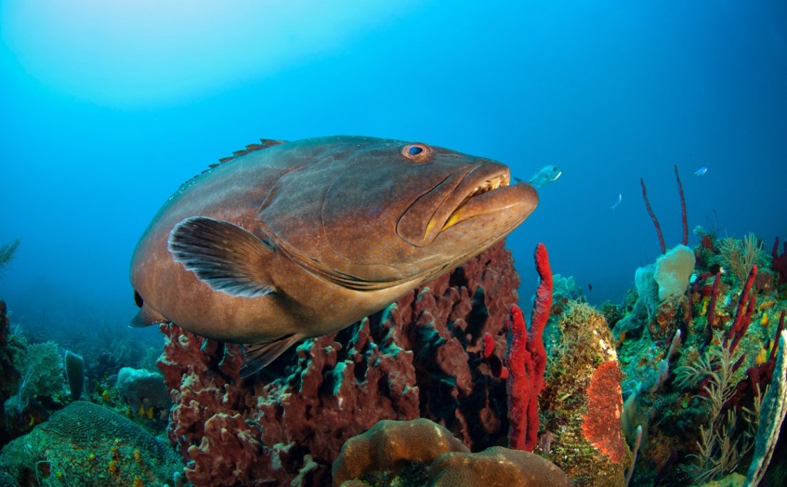 A Guide to Deep Sea Fishing Trips in Florida - Sunshine State Insider