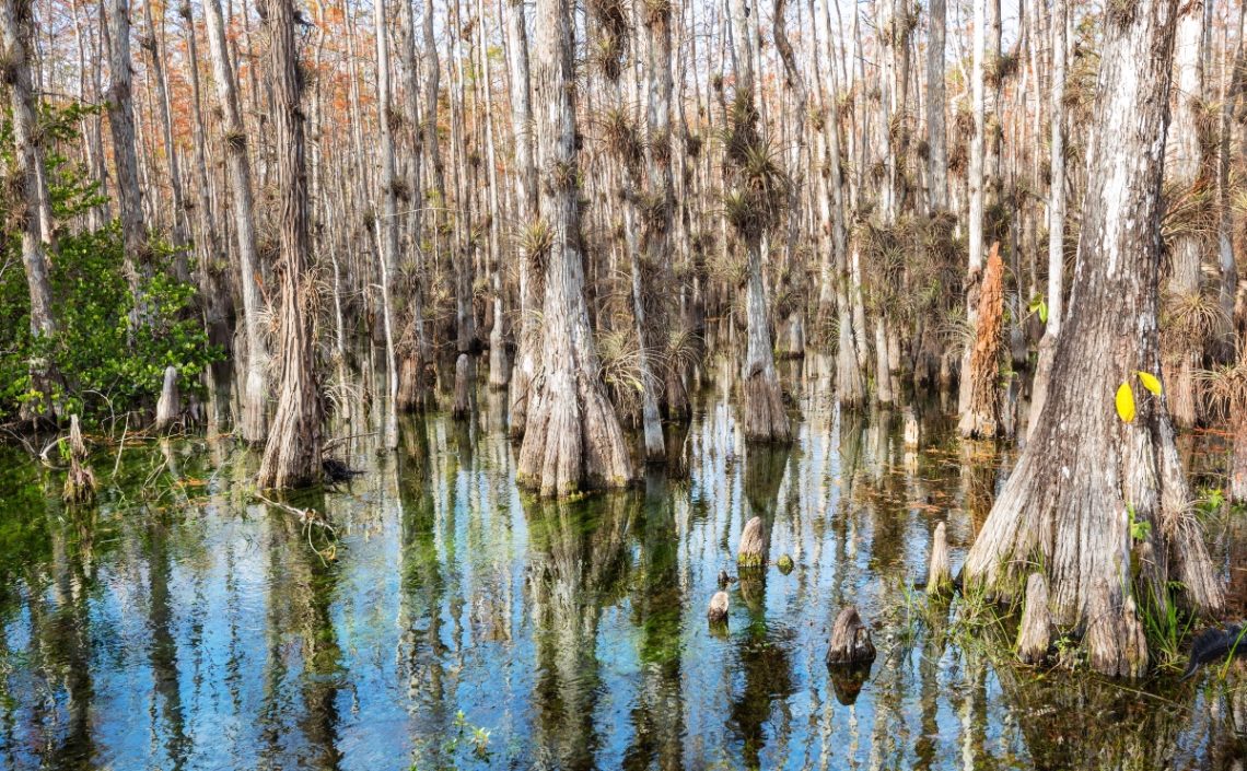 The Fifteen Best Florida State Parks for Hiking - Sunshine State Insider