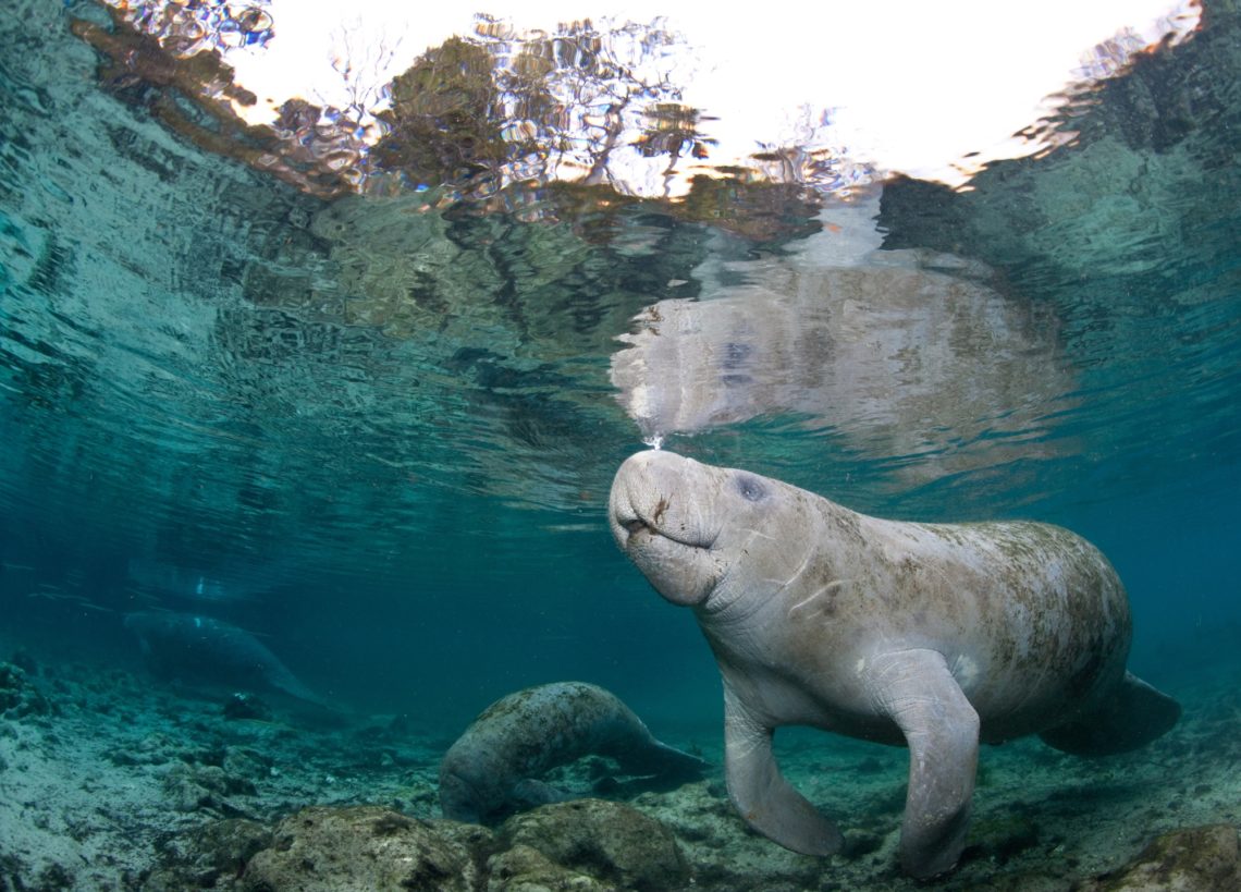 Three places to see Florida Power Plant Manatees in the winter ...
